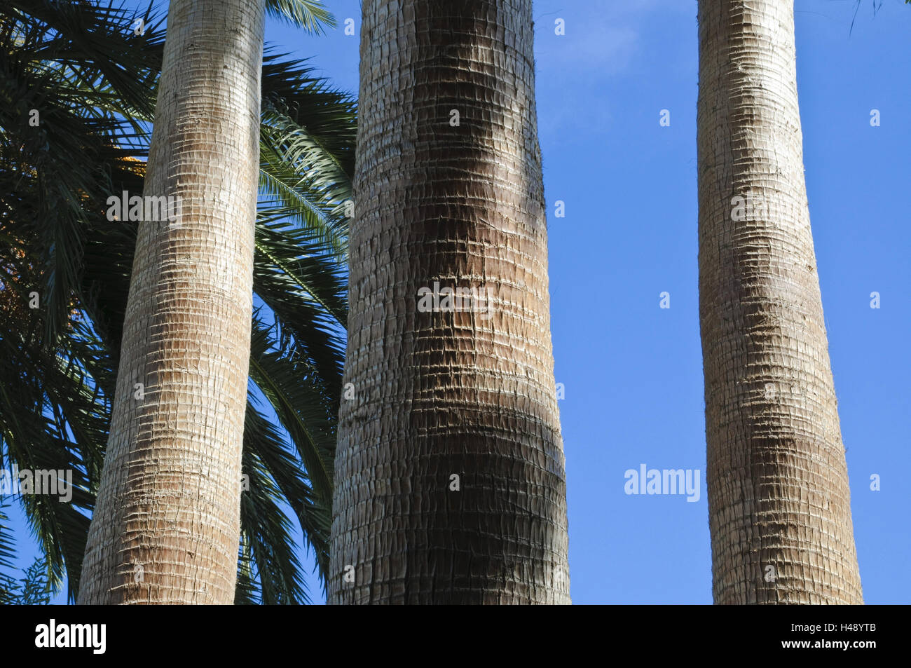 Palm strains hi-res stock photography and images - Alamy