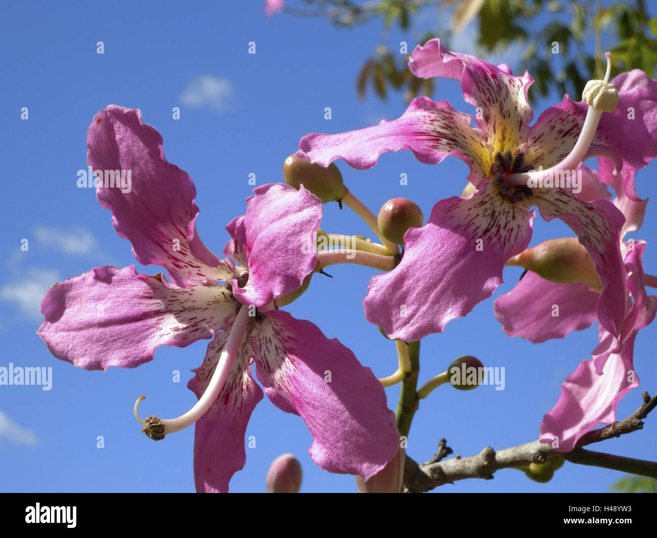 Flowering tree spain hi-res stock photography and images - Alamy