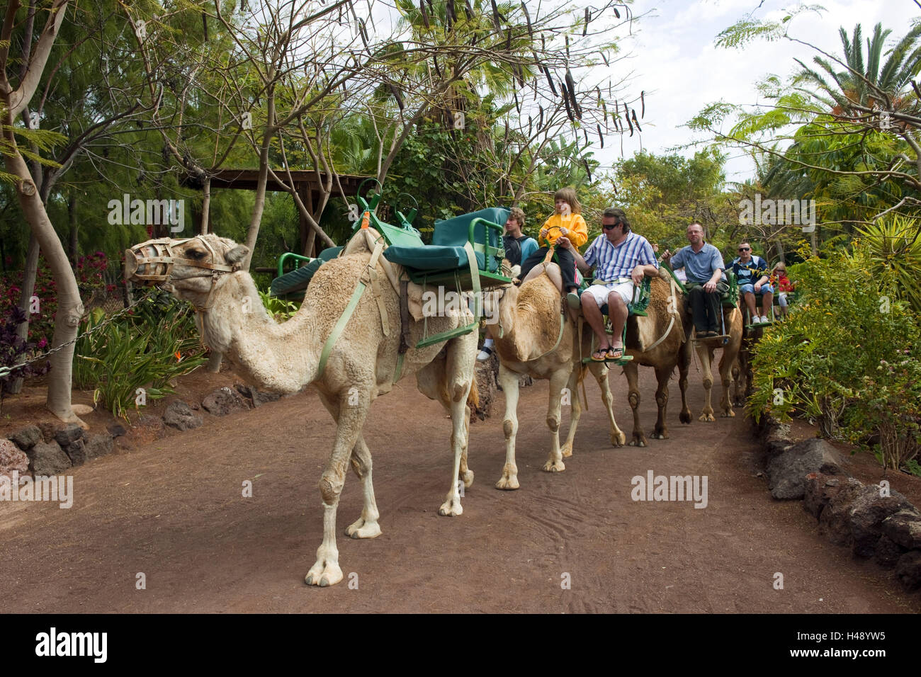 Spain, Fuerteventura, La Lajita, Oasis park, camel safari, 'safari de ...