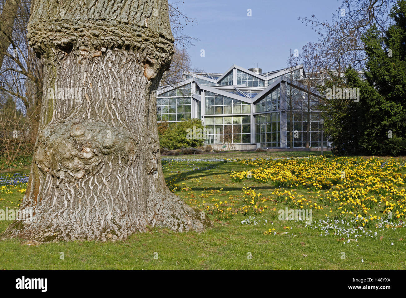 Garden, trunk, greenhouses, ashes, Fraxinus, white ash, white ash ...