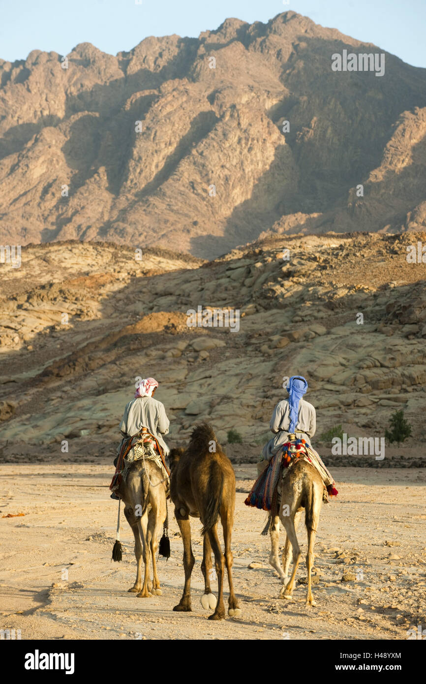 Egypt, Sinai, Nordsinai, bedouin on dromedaries in the wadi Feiran ...