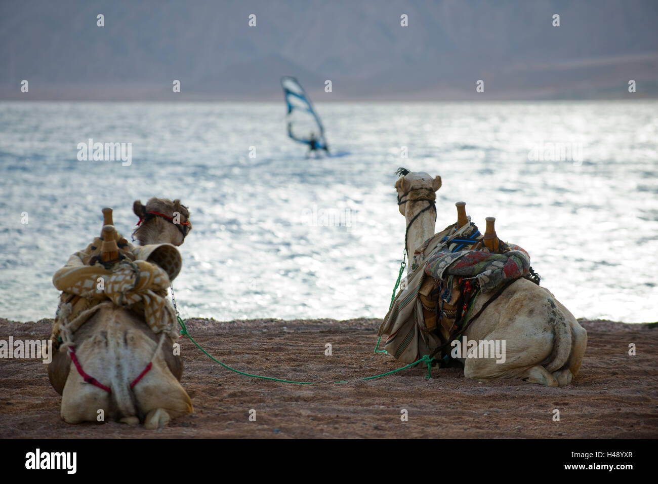 Sinai Camels High Resolution Stock Photography and Images - Alamy