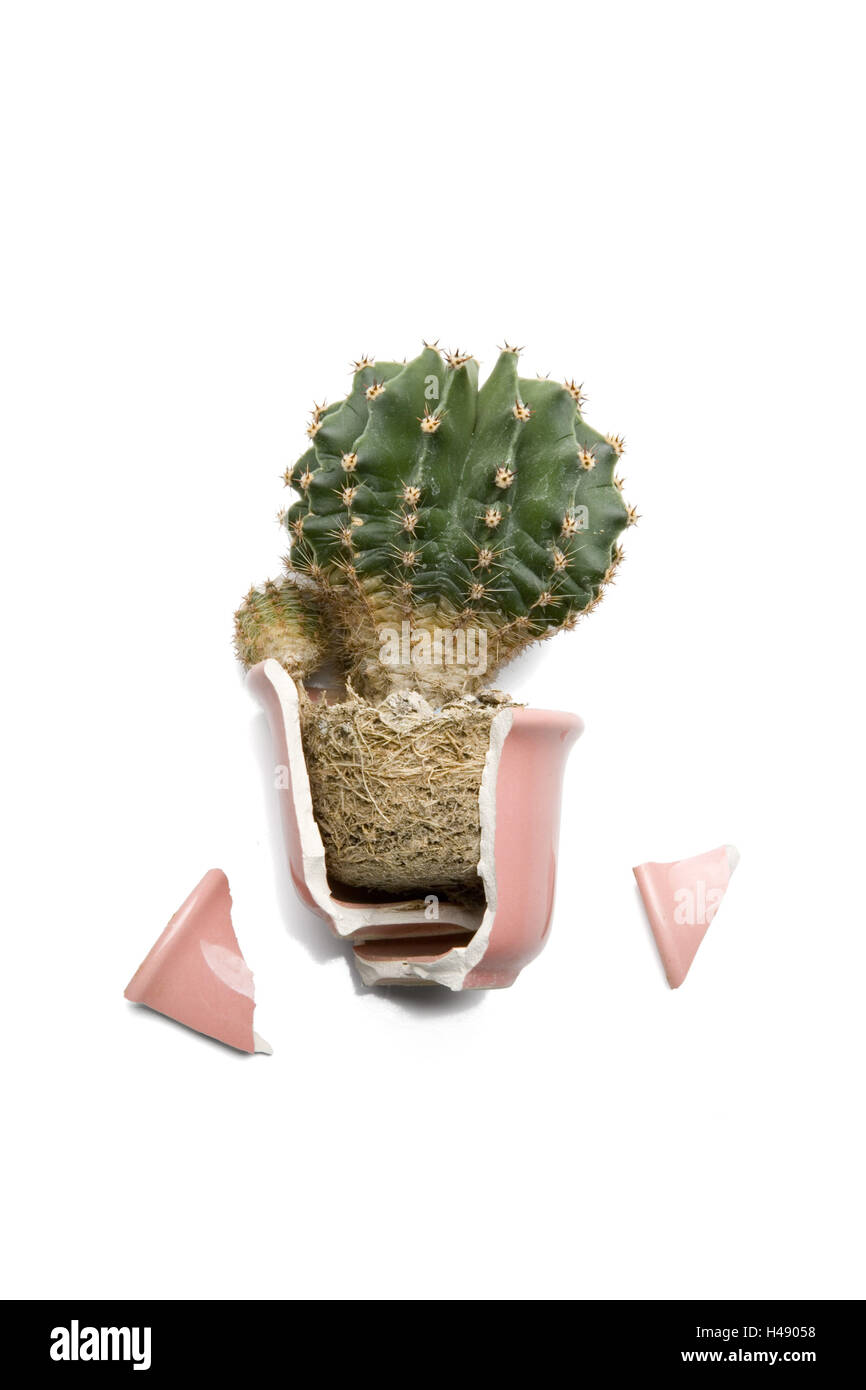 Broken cactus hi-res stock photography and images - Alamy