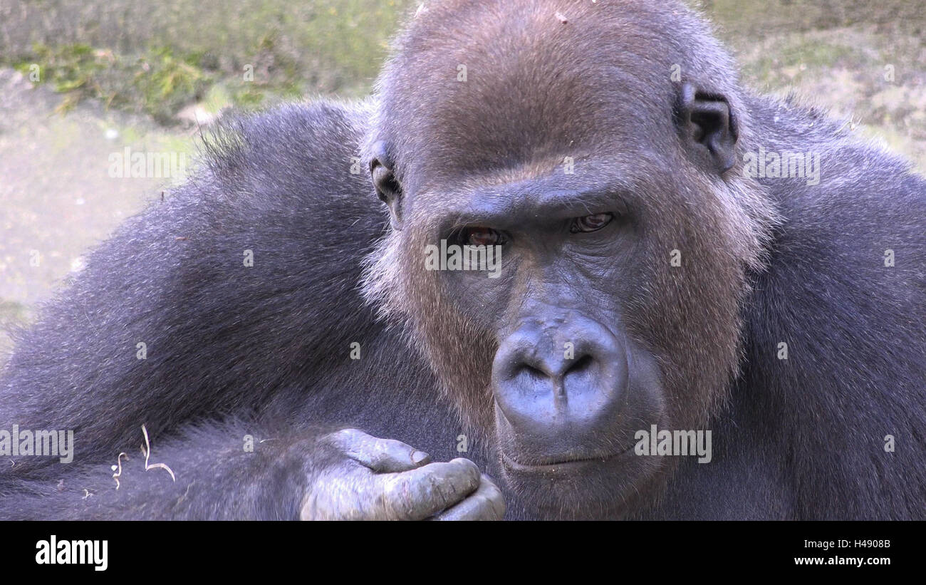 Monkey Scratching Head Stock Photos & Monkey Scratching Head Stock ...