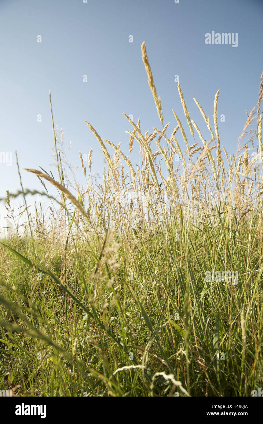 Germany, Altes Land (region), meadow, blades of grass, sky, close-up ...