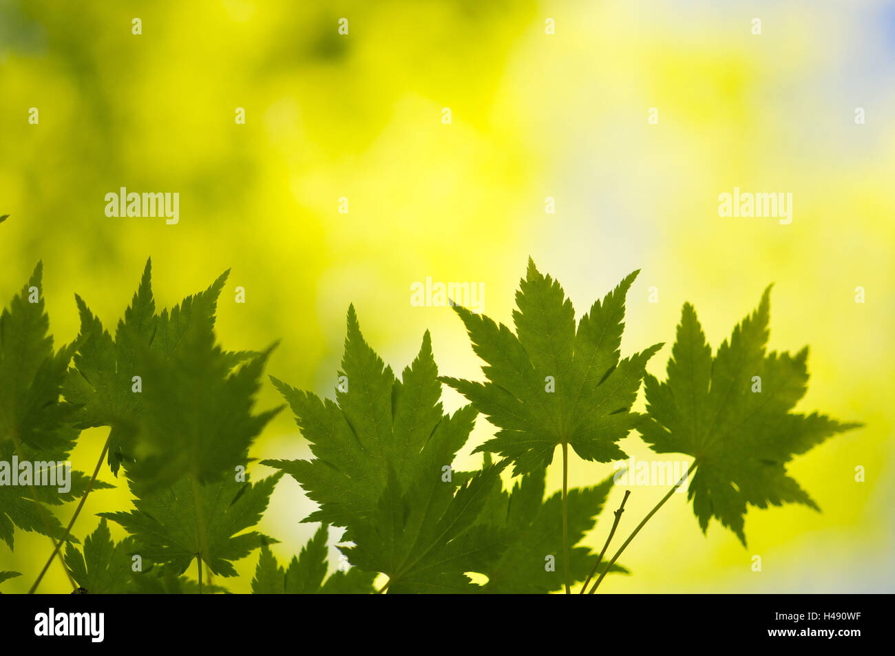 Japanese maple tree, detail, leaves, close-up Stock Photo - Alamy