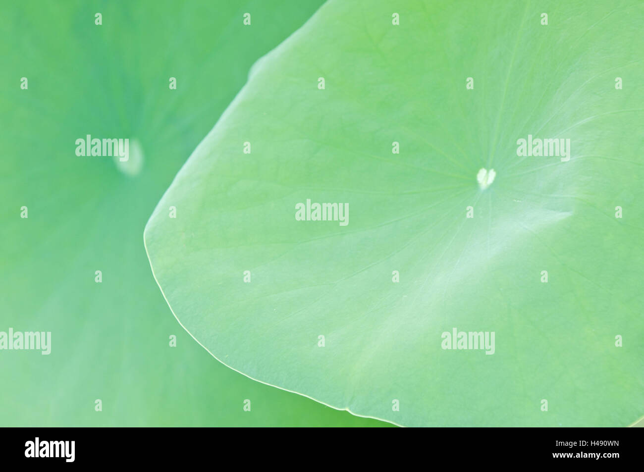 Two large leaves hi-res stock photography and images - Alamy