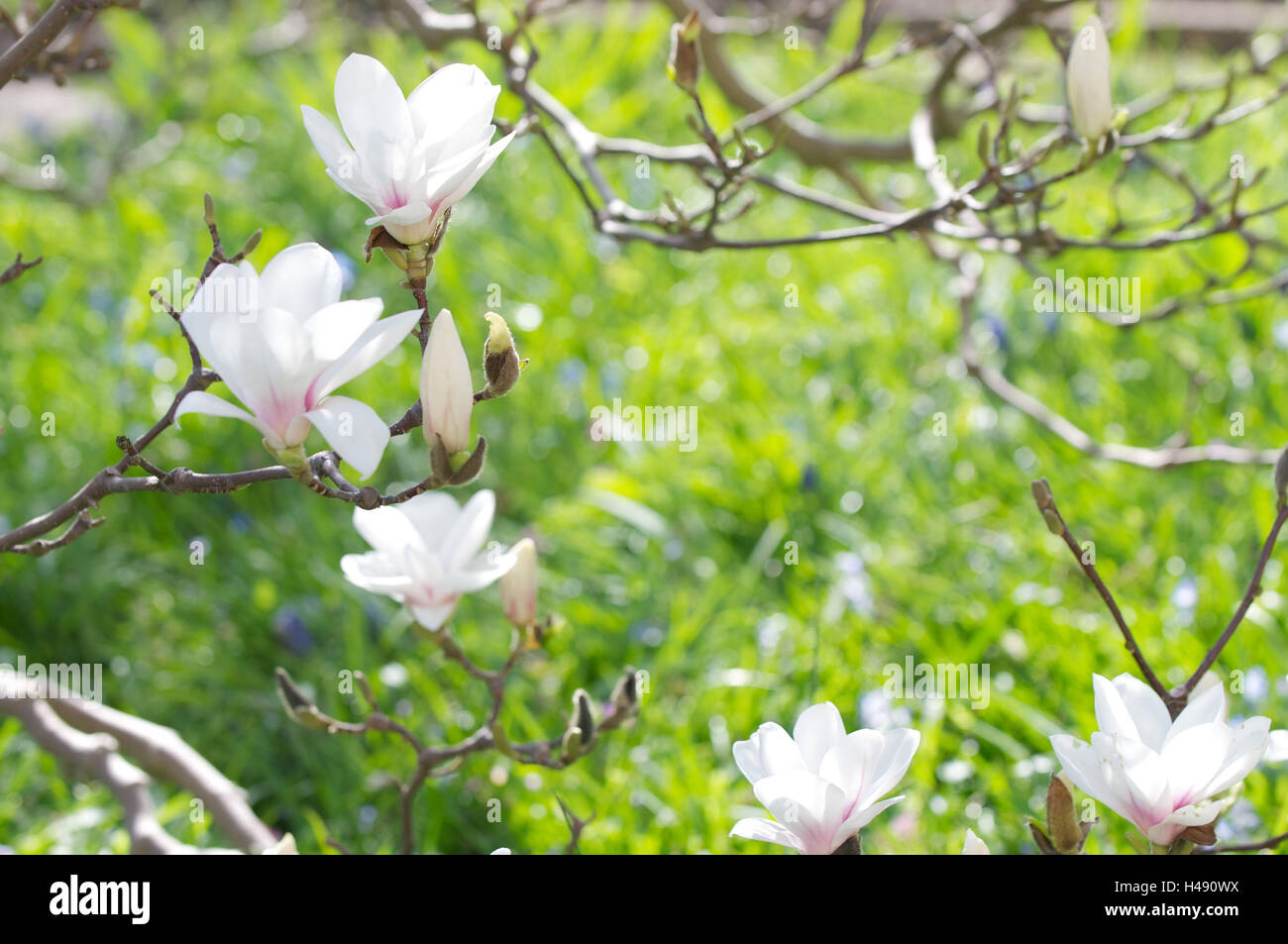 Close up magnolia blossoms hi-res stock photography and images - Alamy