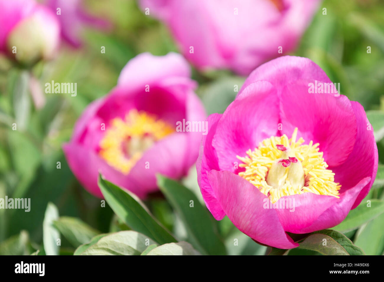 Peonies, blossoms, close-up Stock Photo - Alamy