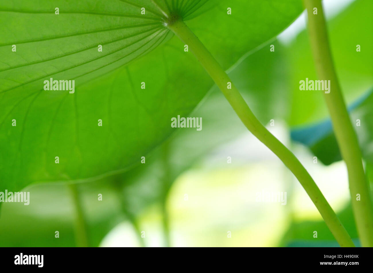 Lotus leaf, close-up Stock Photo - Alamy