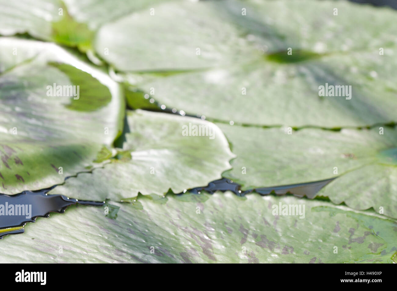 Lily leaves hi-res stock photography and images - Alamy