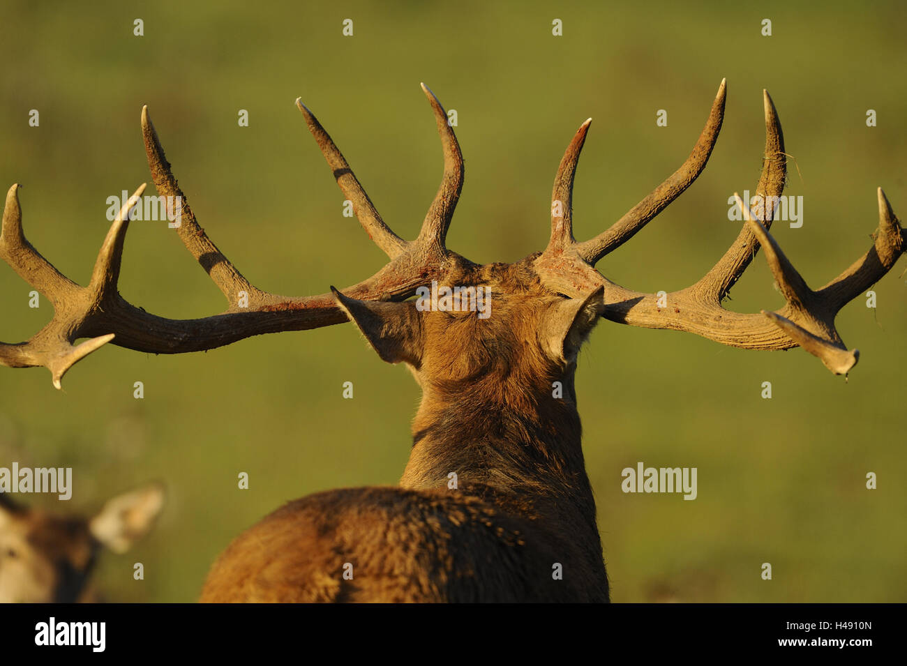 Red deer, Cervus elaphus, portrait, back view Stock Photo - Alamy