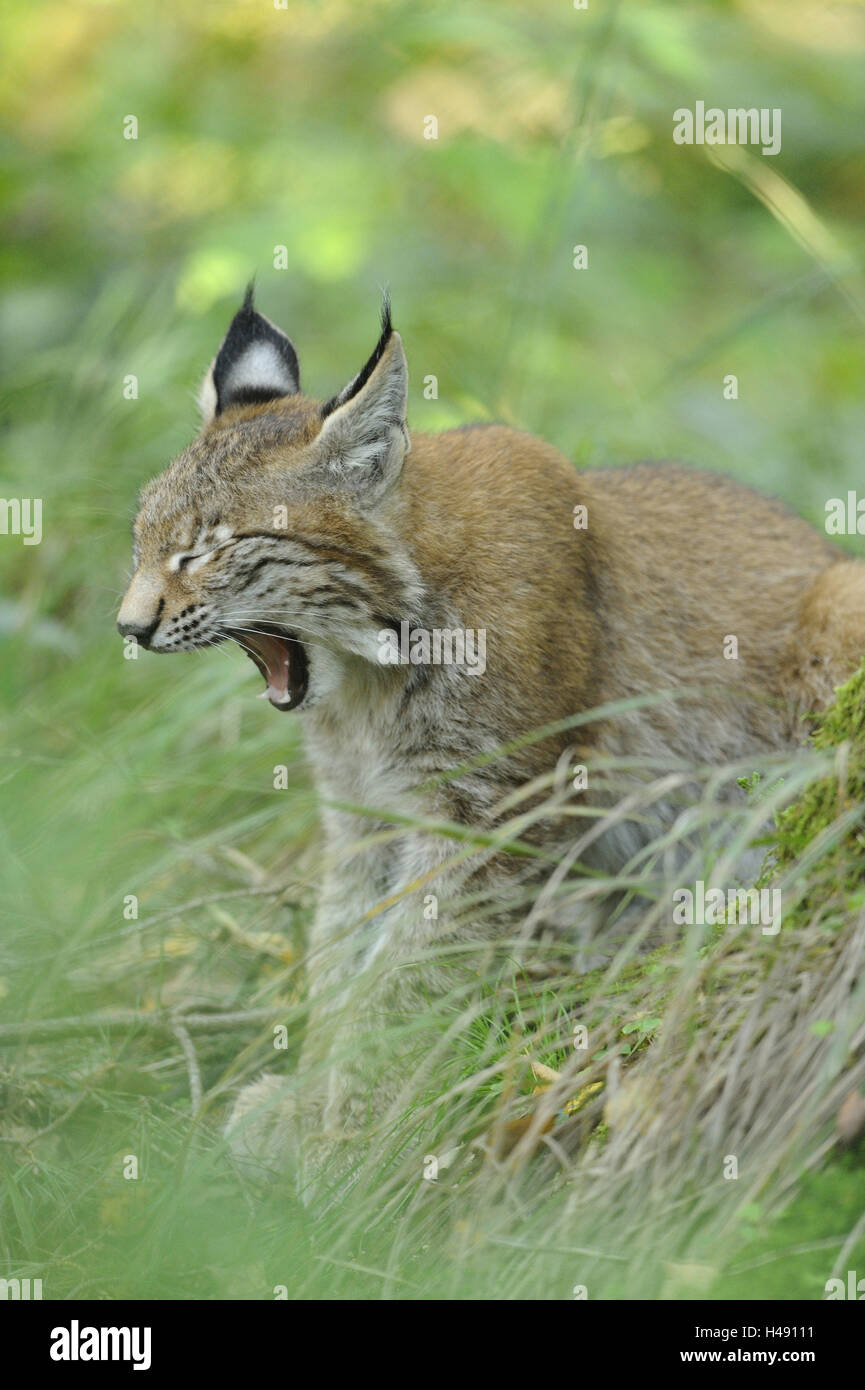 Eurasian lynx, Lynx lynx, young animal, sit, yawn at the side Stock ...