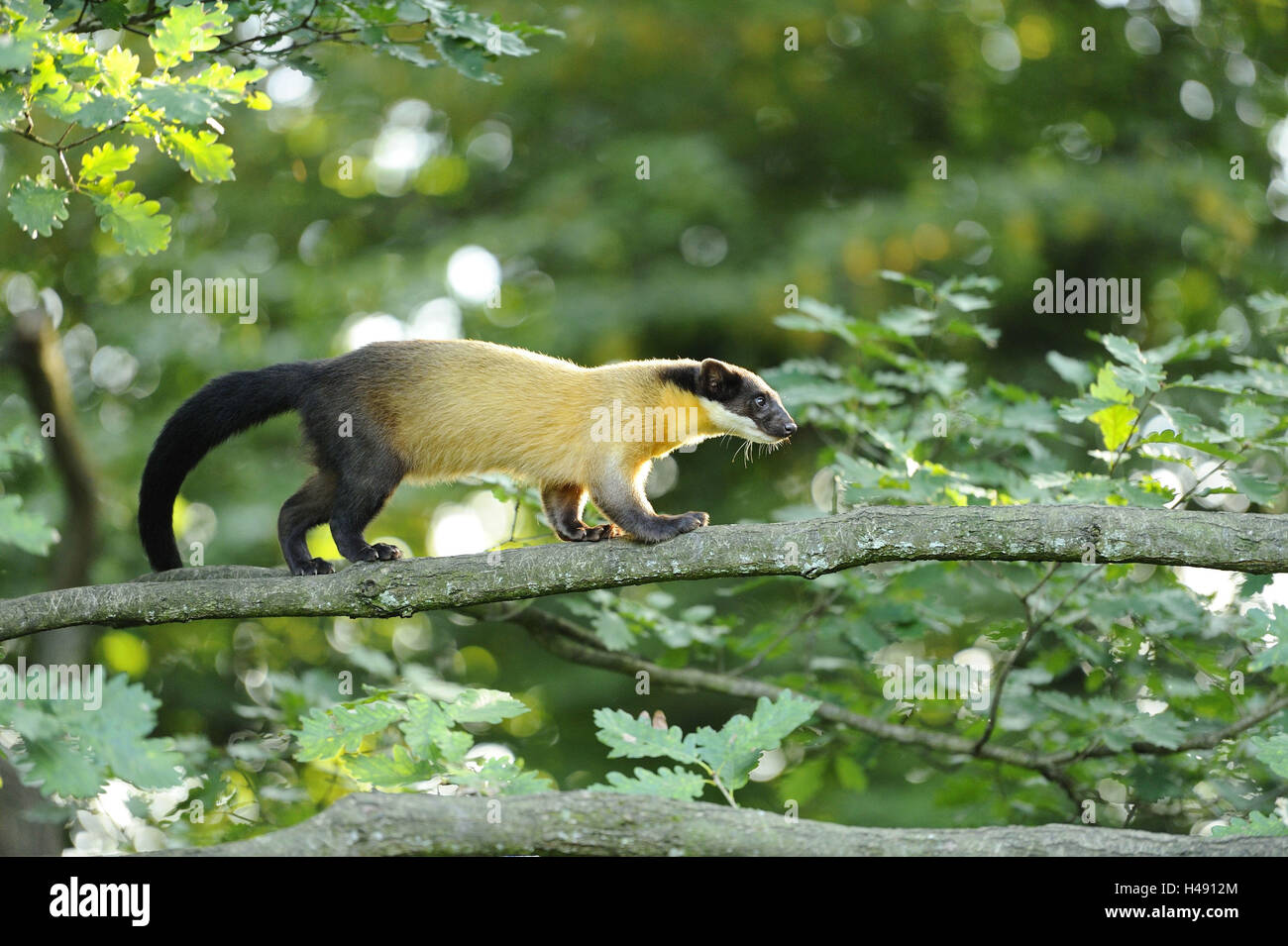 Yellow-throated marten, Martes flavigula, branch, running, side view ...