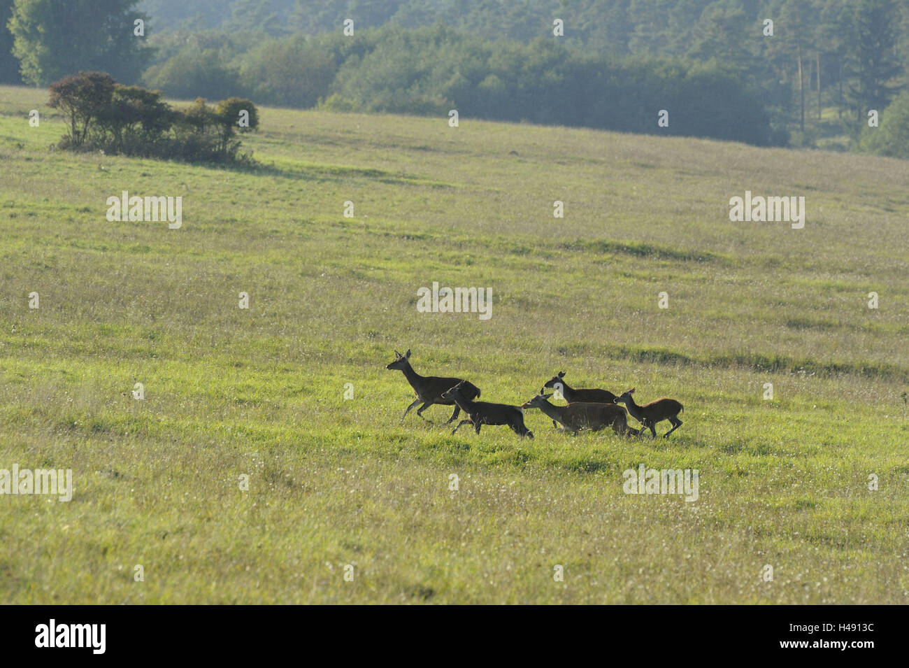 Red deer, Cervus elaphus, herd, meadow, running, side view Stock Photo ...
