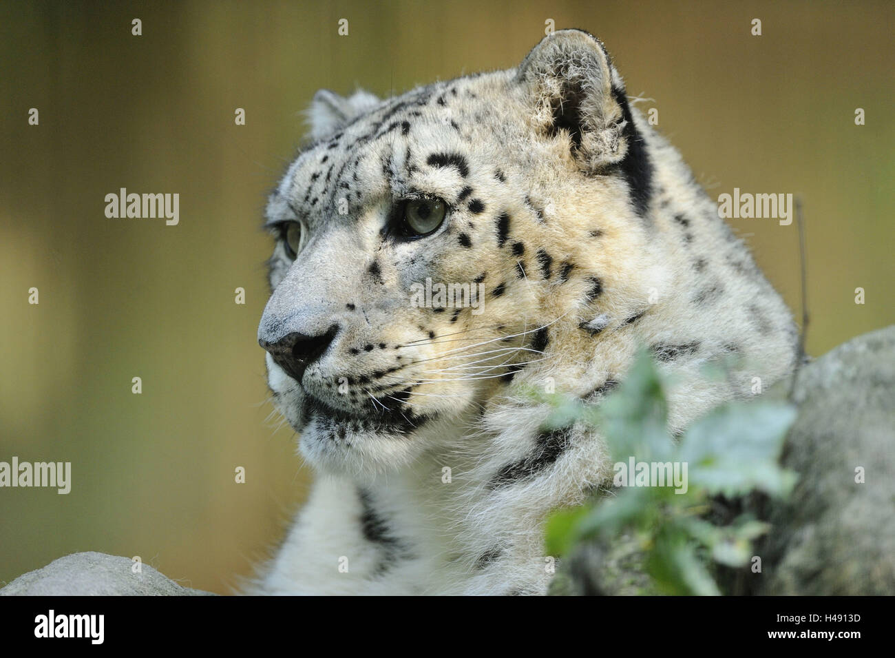 Snow leopard, Panthera uncia, portrait, side view Stock Photo - Alamy