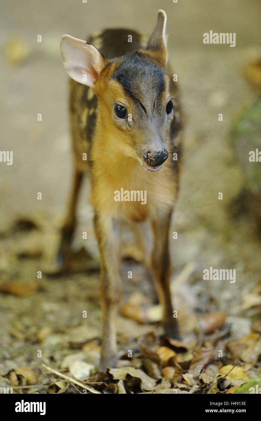 Reeves's muntjac, Muntiacus reevesi, fawn, standing, front view ...