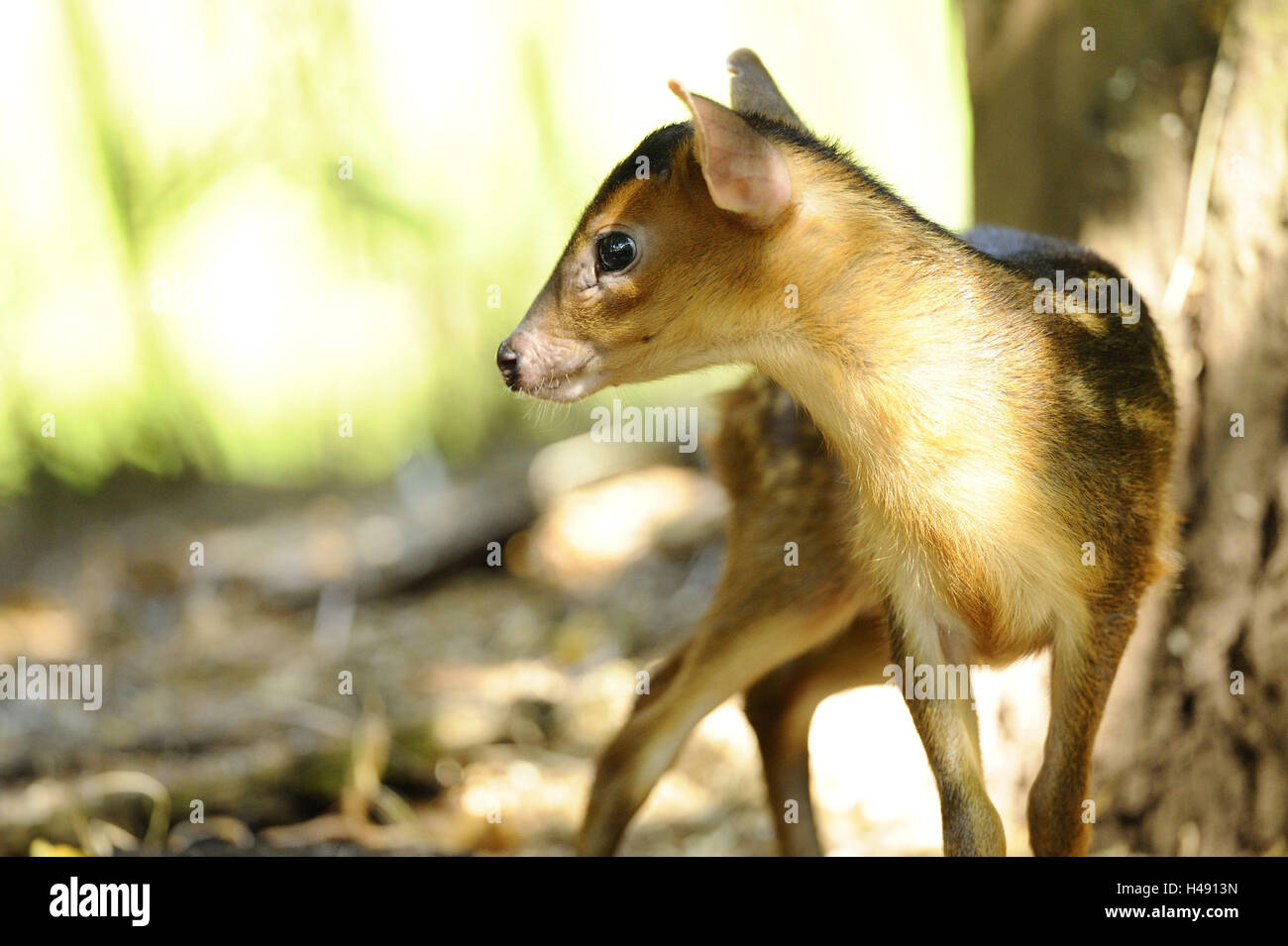 Muntjac deer fawn hi-res stock photography and images - Alamy