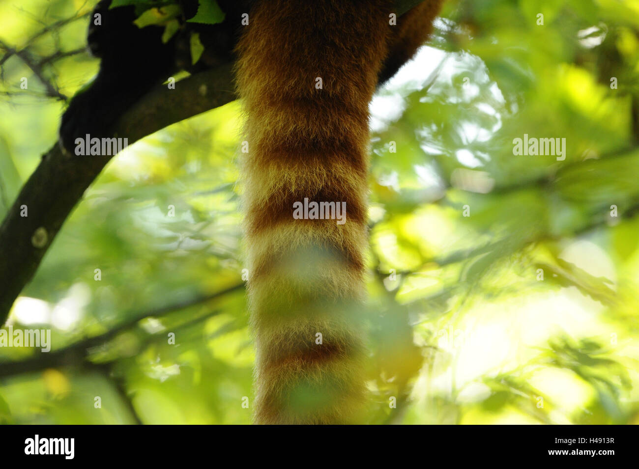 Red panda tail hi-res stock photography and images - Alamy