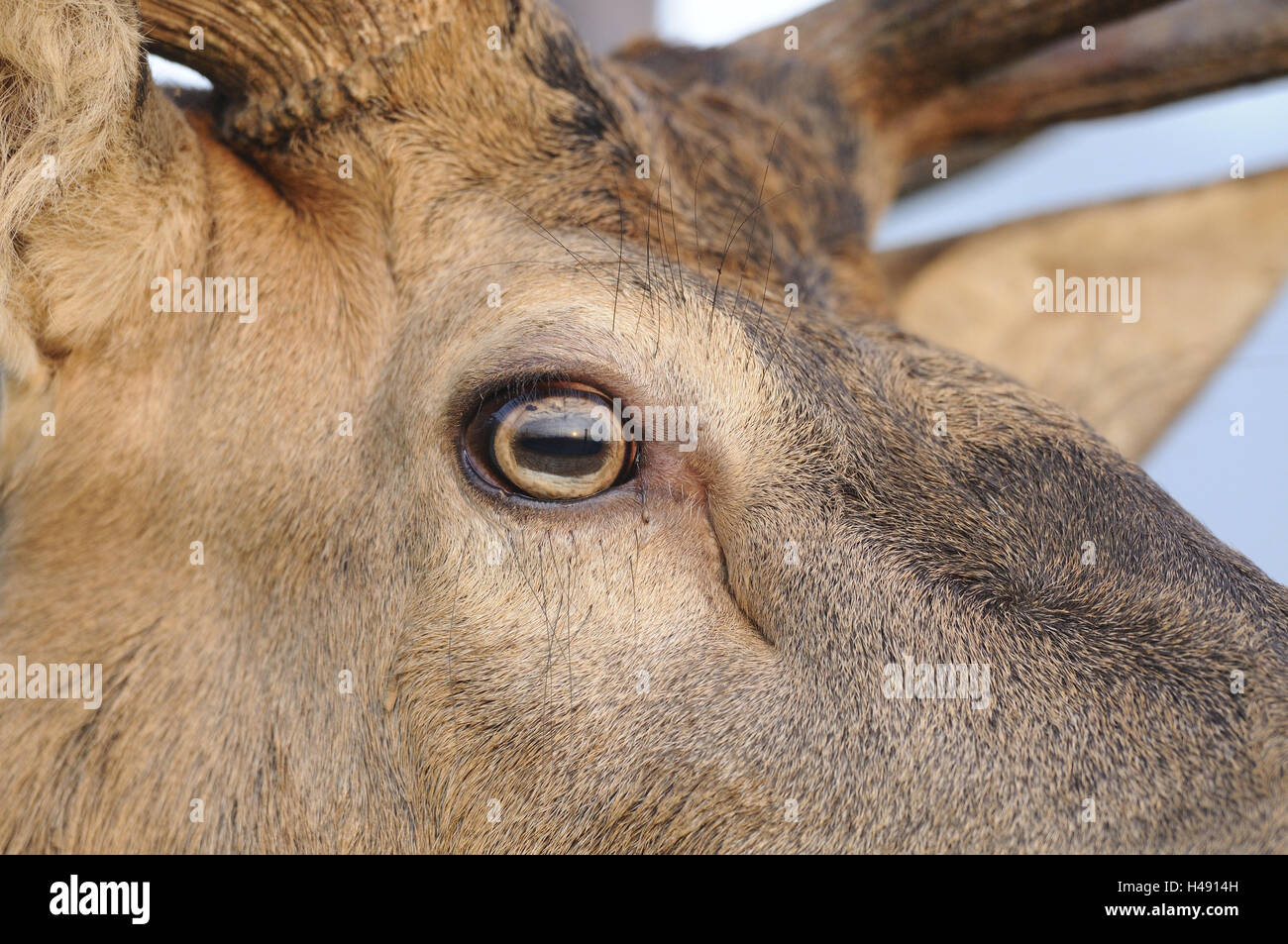 Deer vaulting hi-res stock photography and images - Alamy