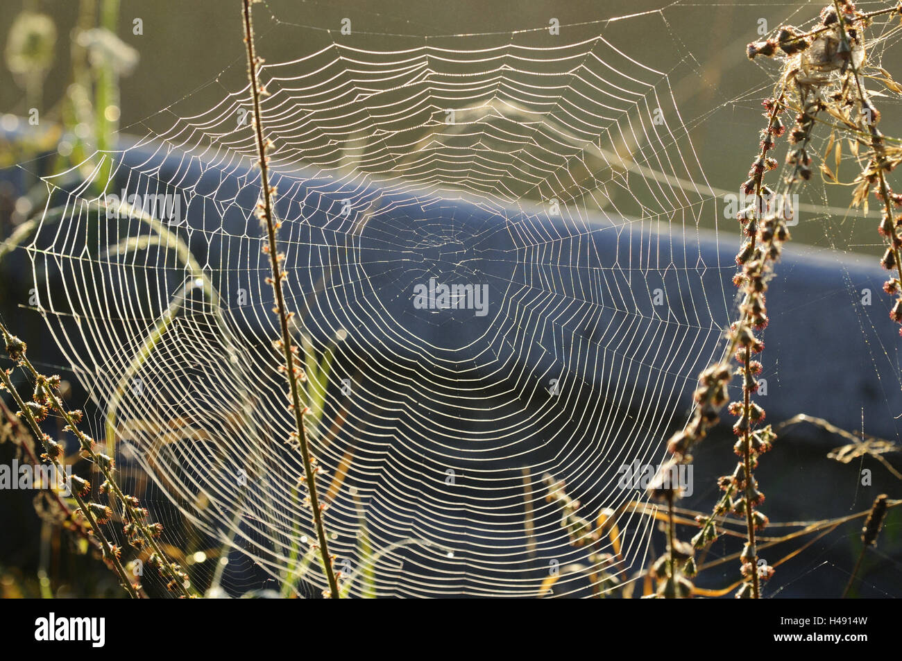 Web, rope, autumn Stock Photo - Alamy