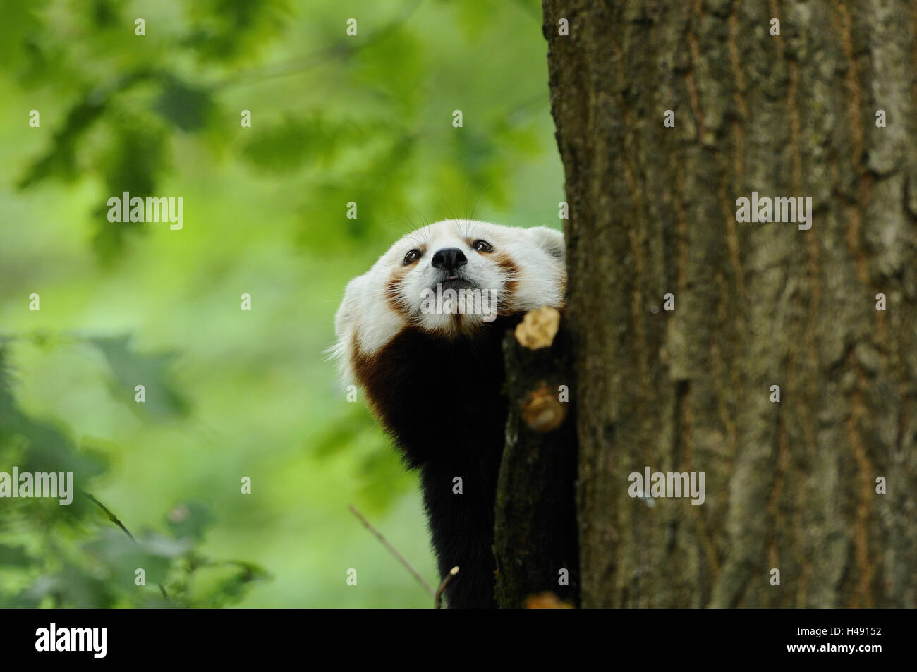 Small panda, Ailurus fulgens, half portrait, head-on, view camera Stock ...