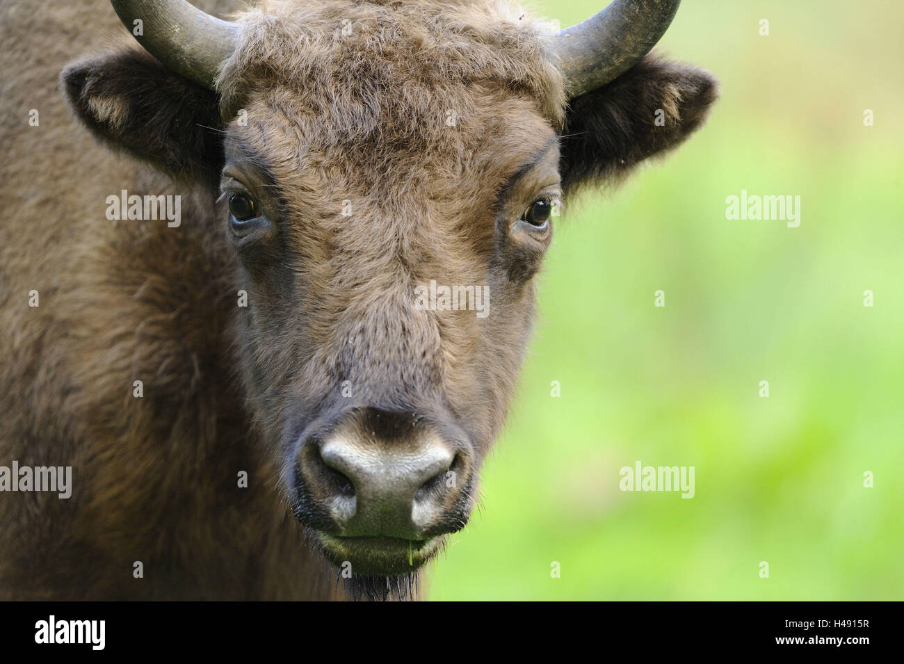 European bison, bison bonasus, portrait, front view, looking at camera ...