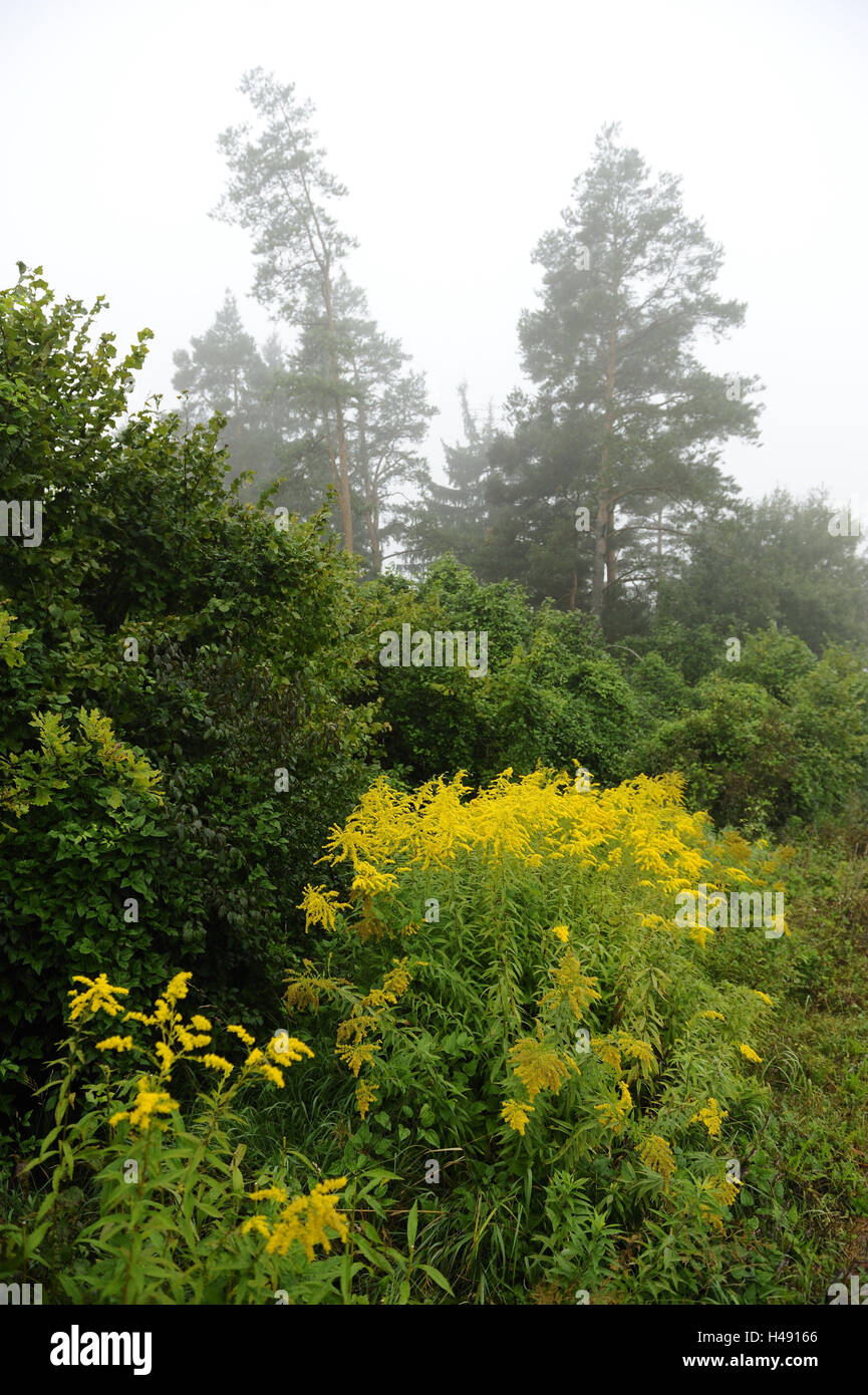 Canadian golden rod hi-res stock photography and images - Alamy