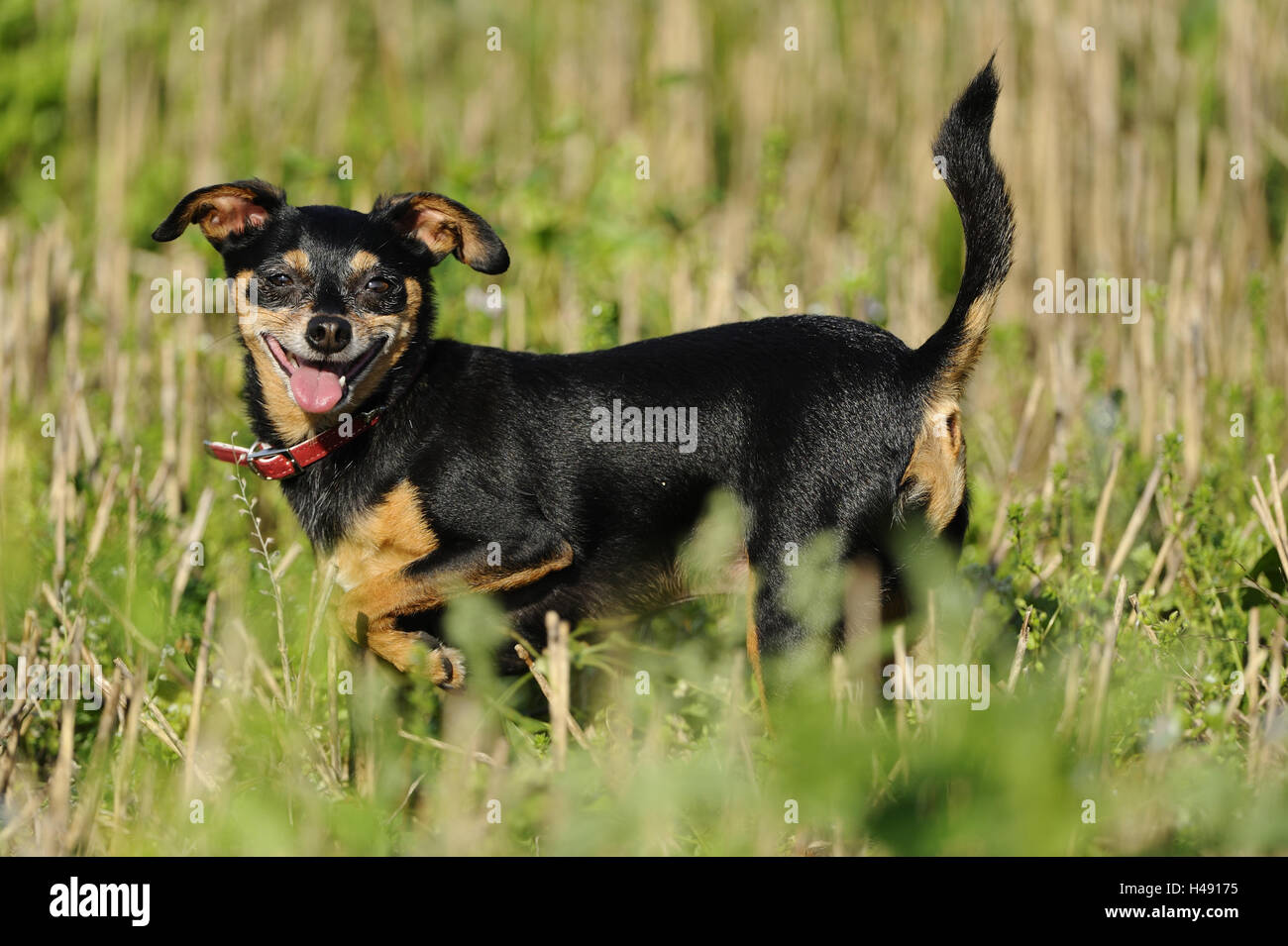 Dwarf's pinschers, grain-field, stand, at the side, view camera Stock ...