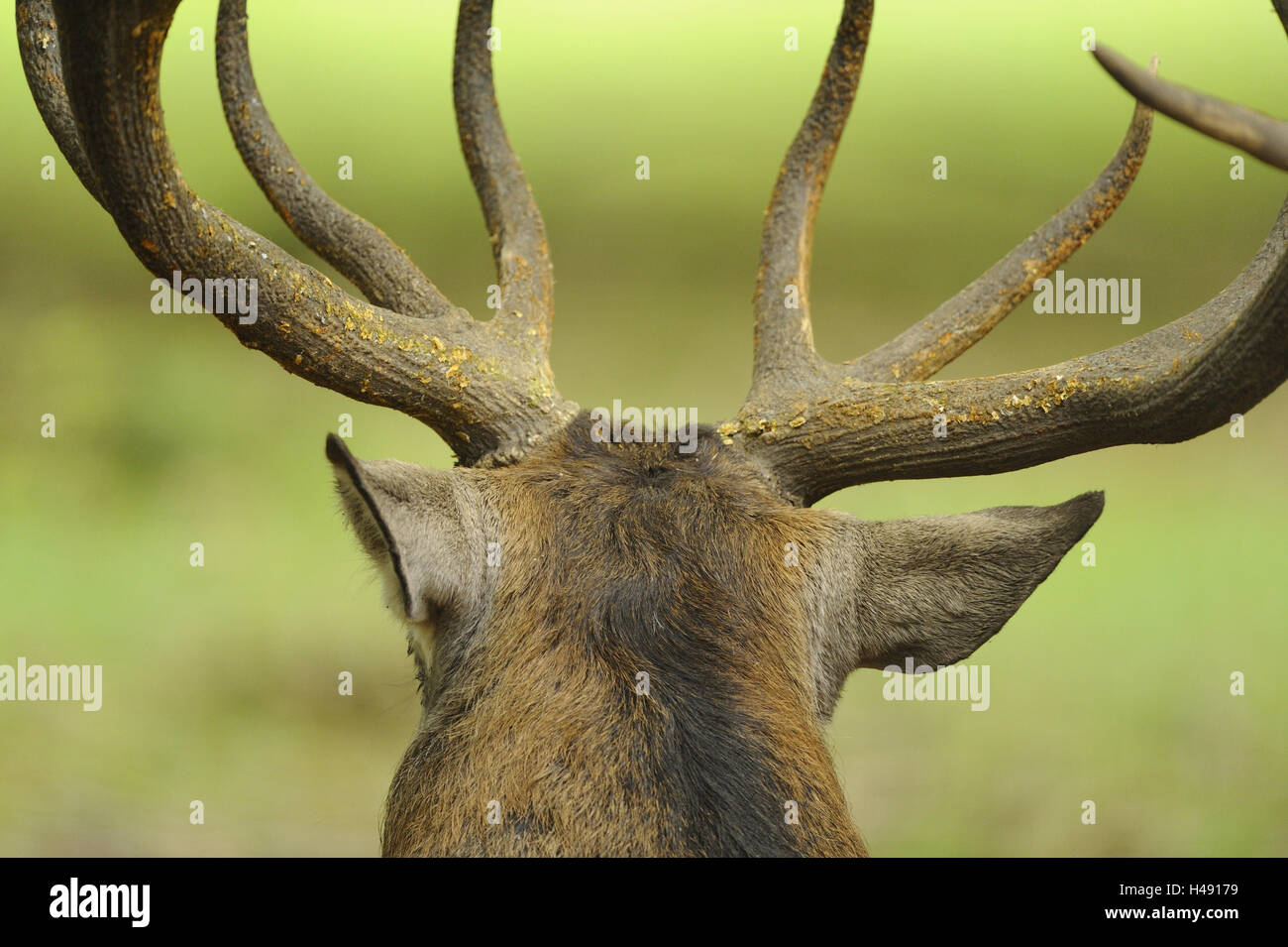 Red deer, Cervus elaphus, portrait, back view, detail Stock Photo - Alamy