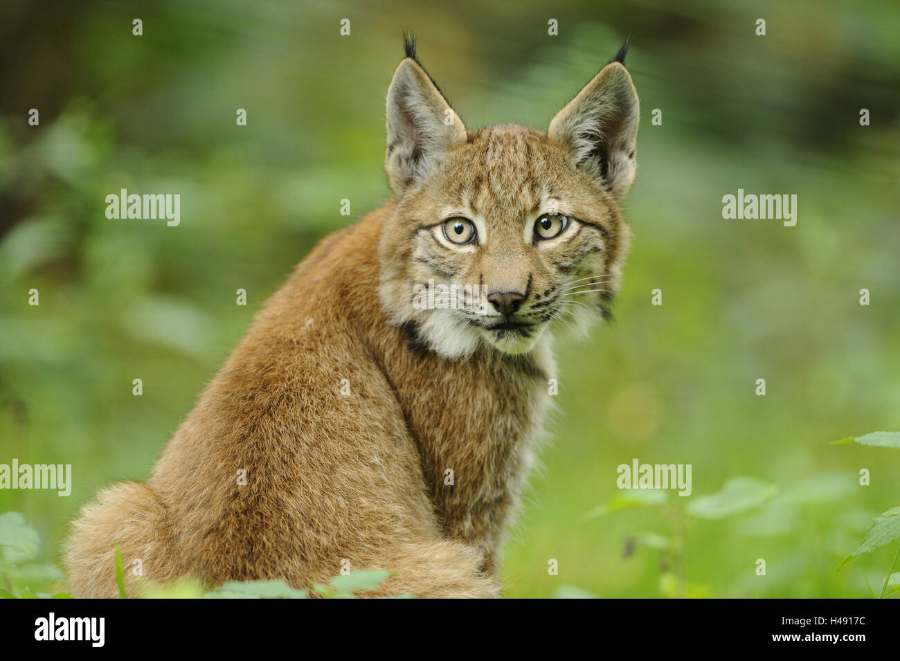 Eurasian lynx, Lynx lynx, young animal, sit, at the side, view camera ...