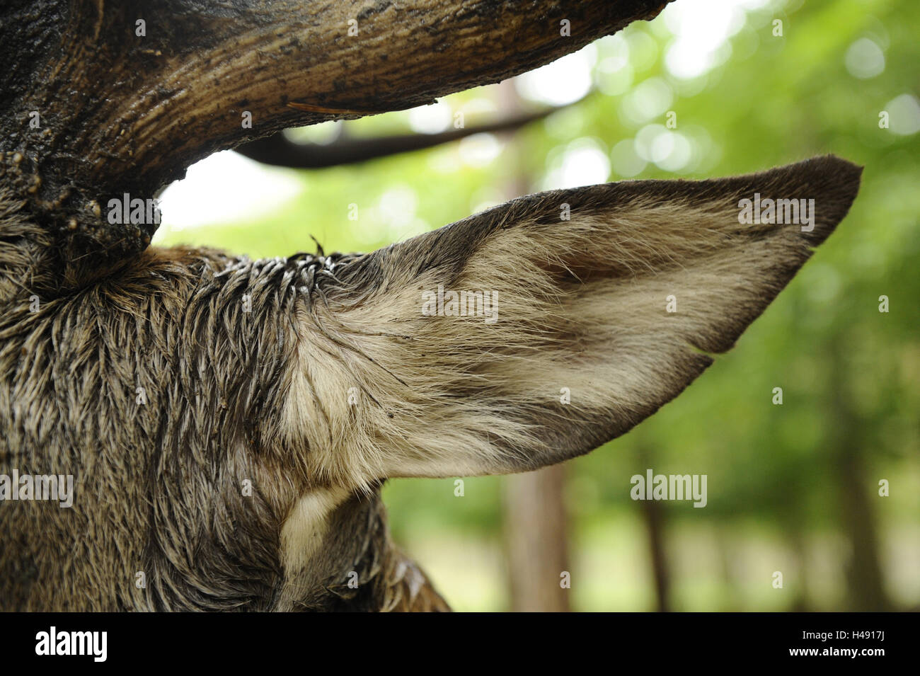 Little head big man hi-res stock photography and images - Alamy