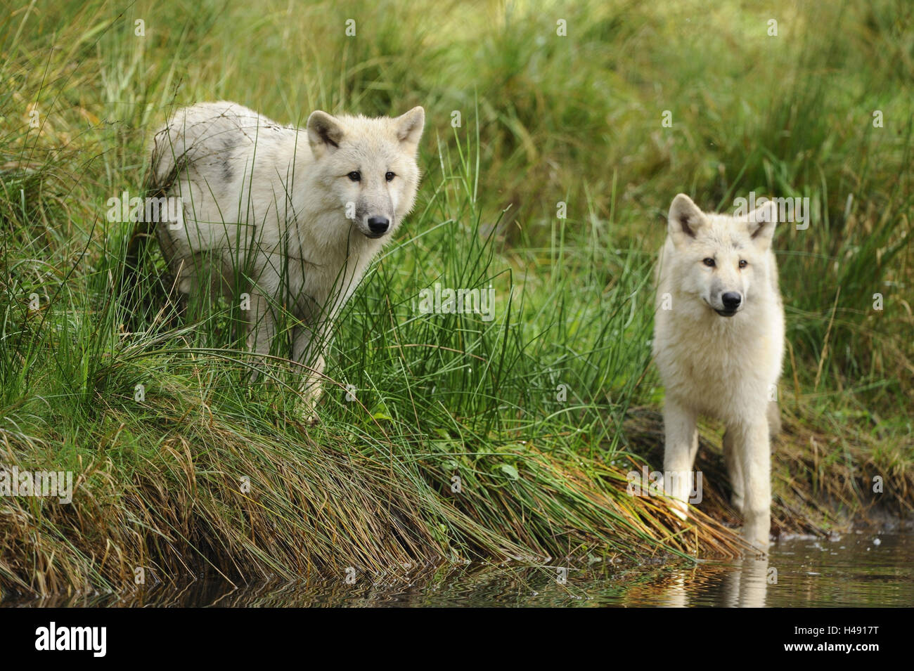 Polar wolves, Canis lupus arctos, Jung's wolves, stand, head-on, view ...