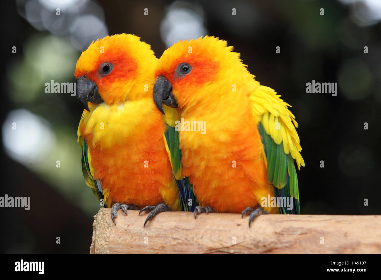 sun parakeets, two, side view, real parrots, colour orange, background ...