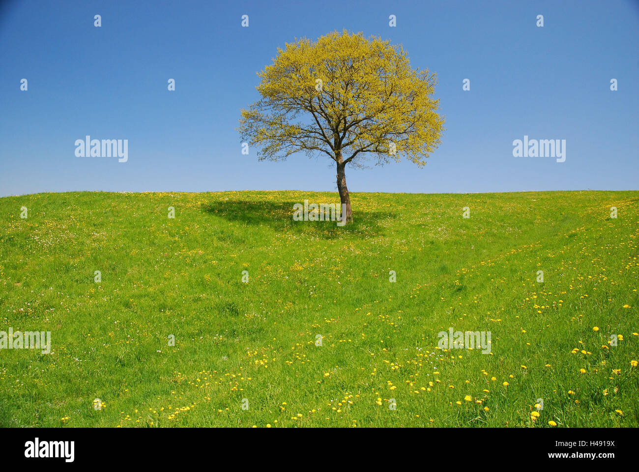 Meadow, solitaire tree, lime-tree, spring, scenery, nature, dandelion ...