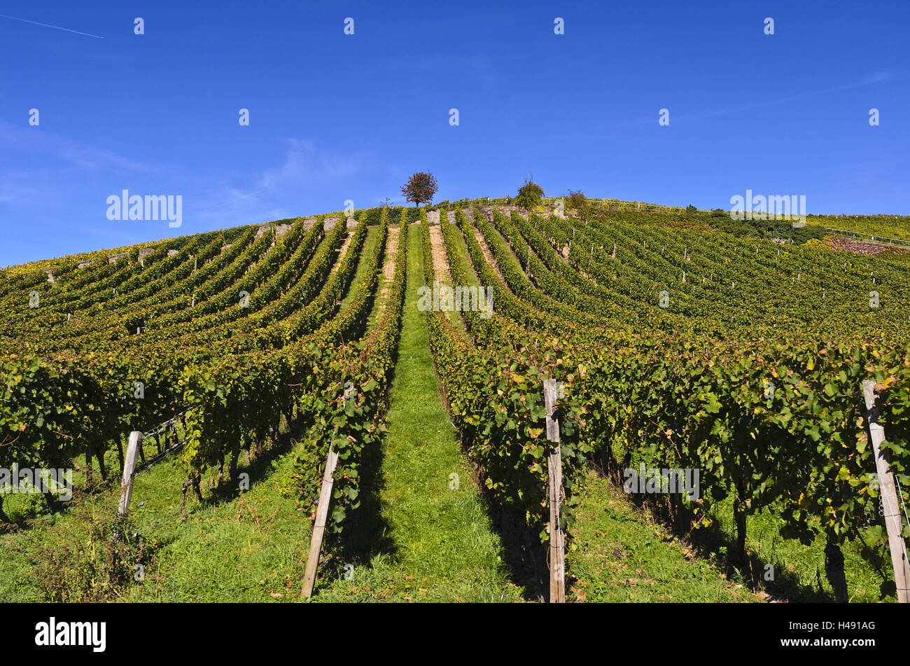 Germany, Hesse, Rheingau (region), Geisenheim (village), Johannisberg ...