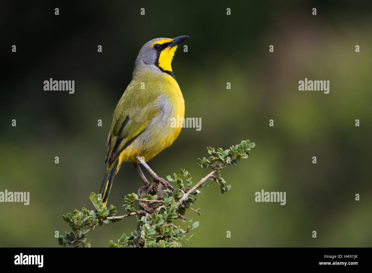 Addo birds hi-res stock photography and images - Alamy