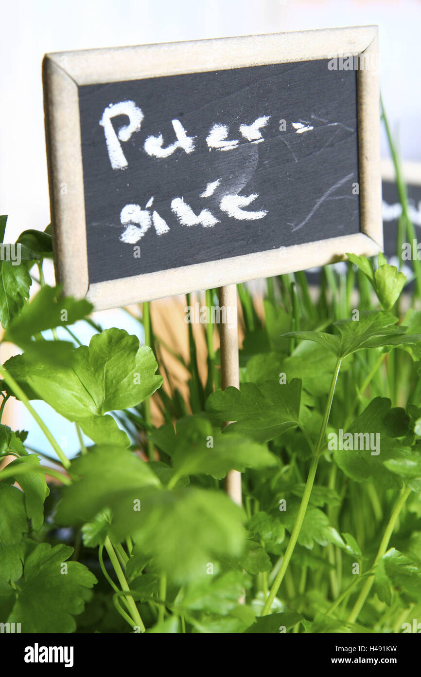 Parsley, marked with notice board, little notice board Stock Photo - Alamy