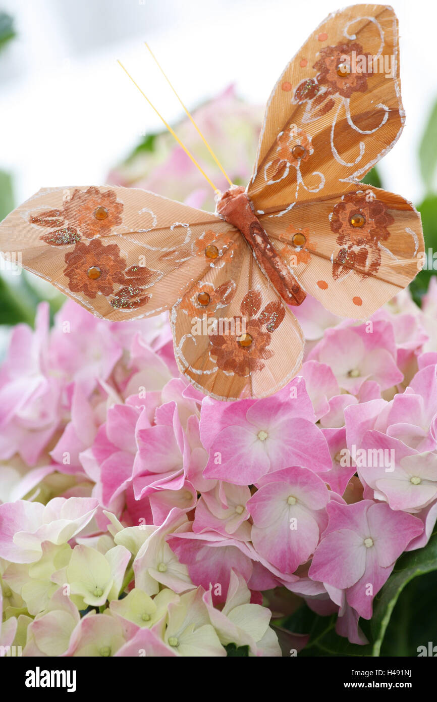 Pink Hydrangea with butterfly, Hydrangea Stock Photo - Alamy