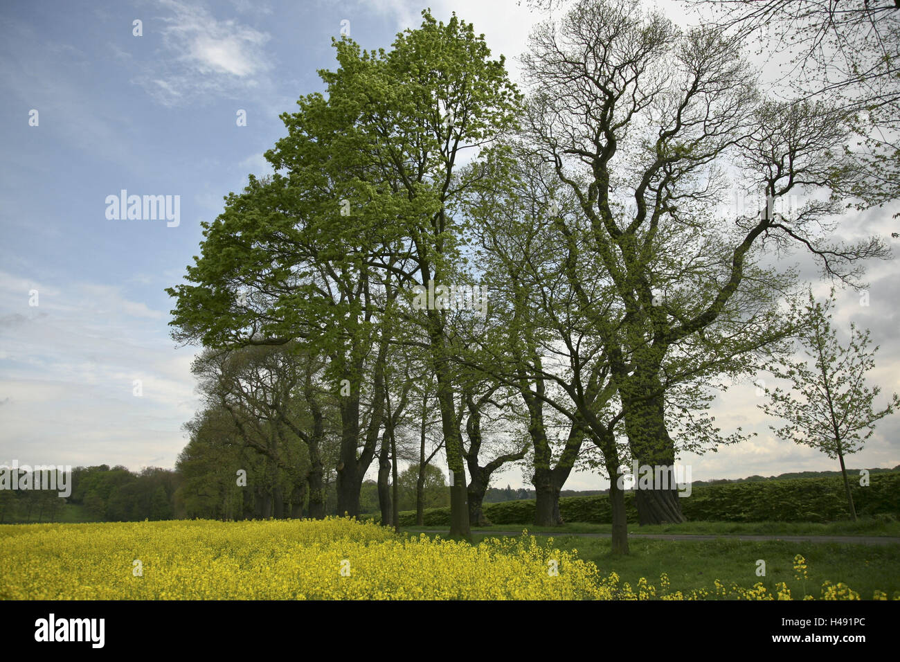 Germany, North Rhine-Westphalia, Dusseldorf, street, avenue, chestnut ...