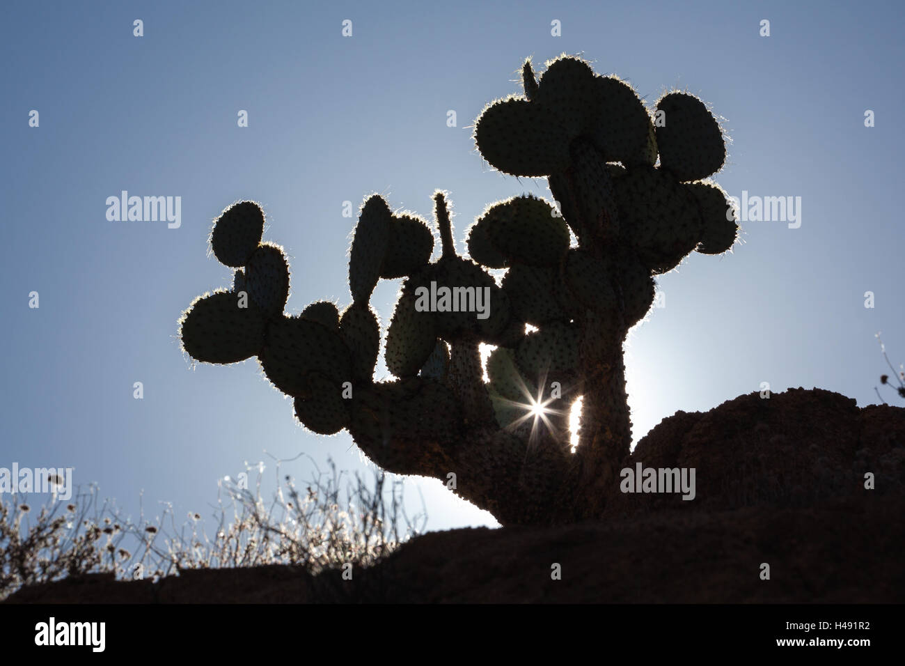 USA, Arizona, route 66, cactus by the roadside Stock Photo - Alamy