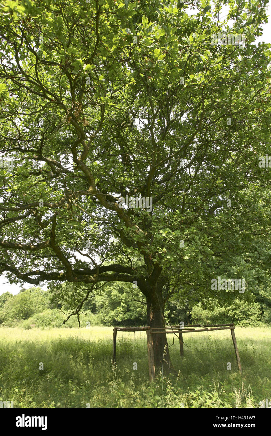 Germany, North Rhine-Westphalia, Dusseldorf, Rahmer street, oak Stock ...