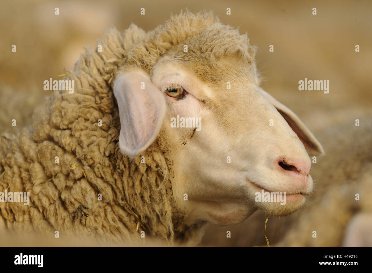 Sheep Face Side View