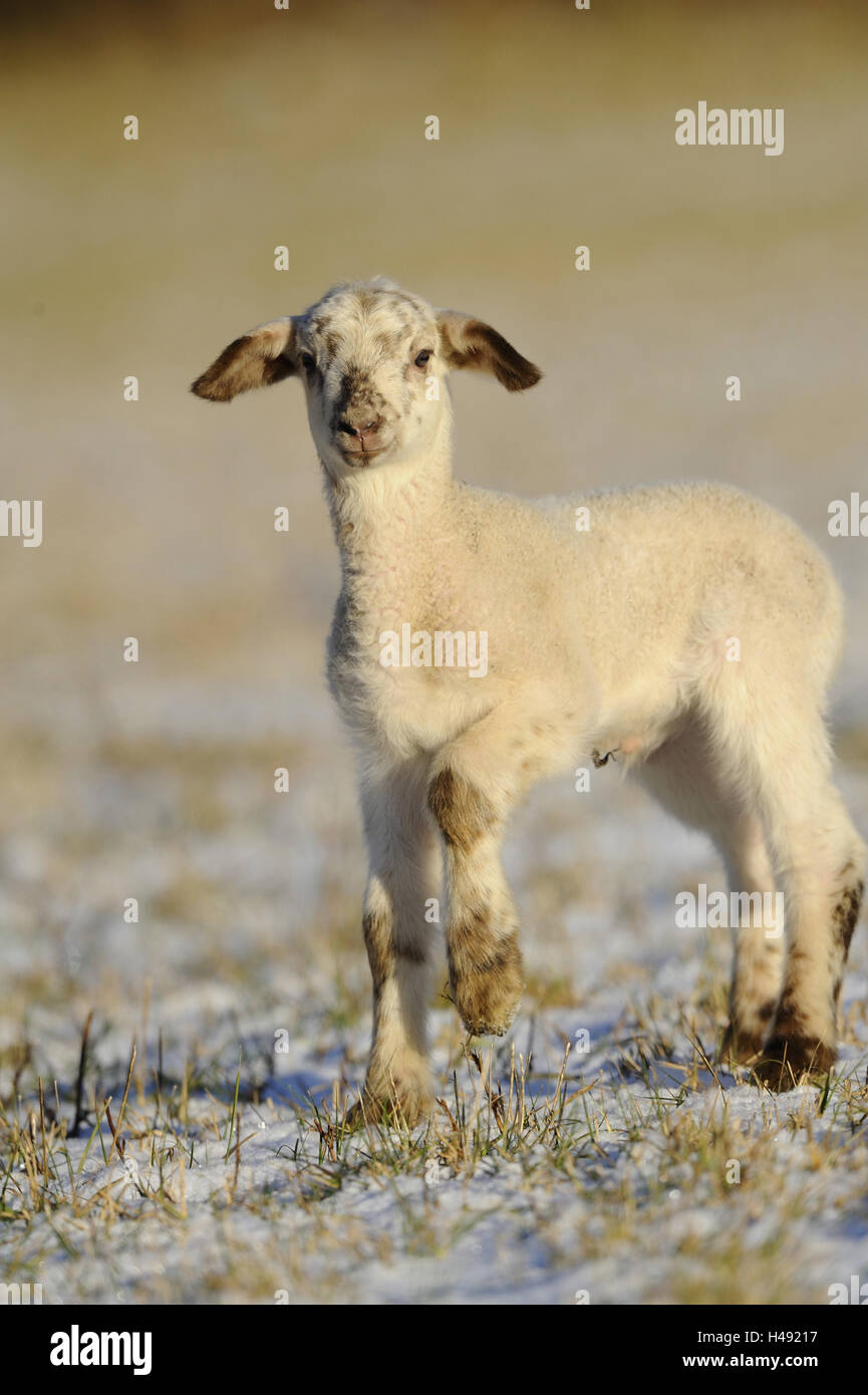 Lamb, stand, at the side, view camera Stock Photo - Alamy