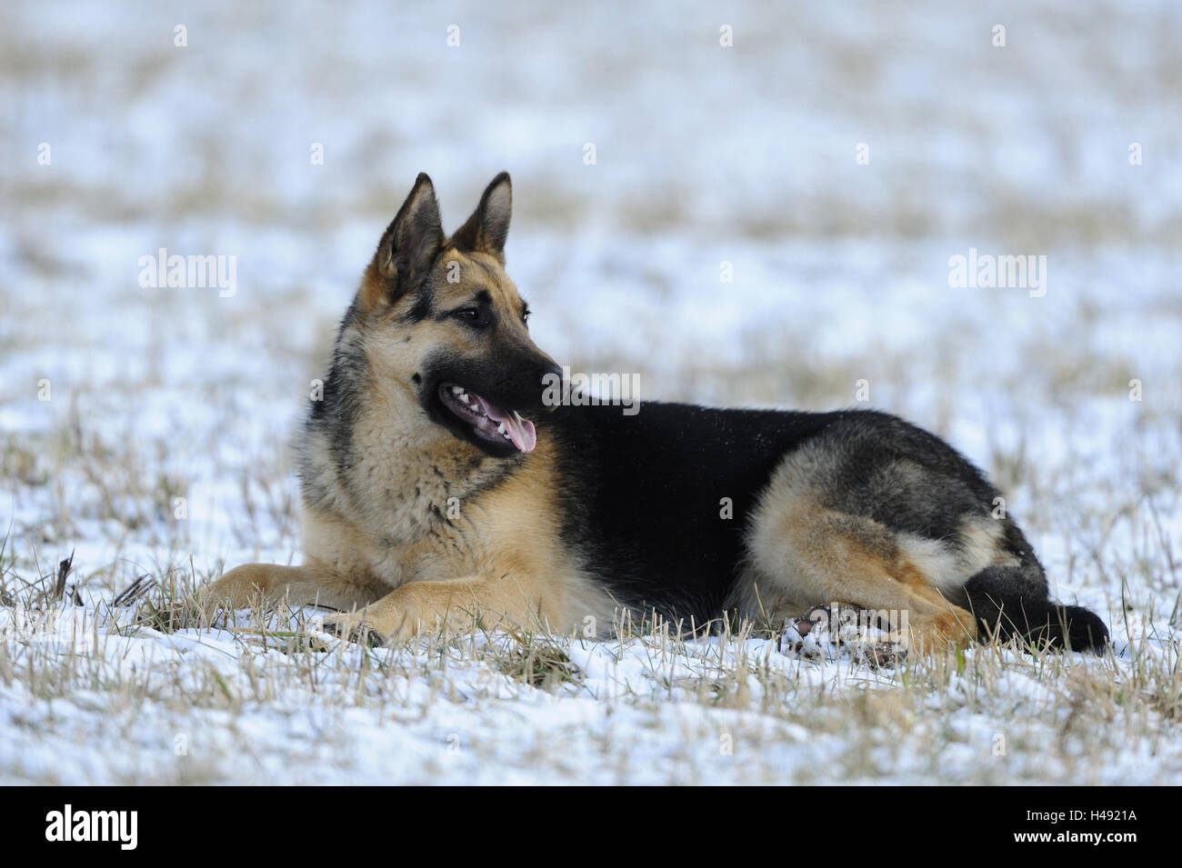 Side view take hi-res stock photography and images - Alamy
