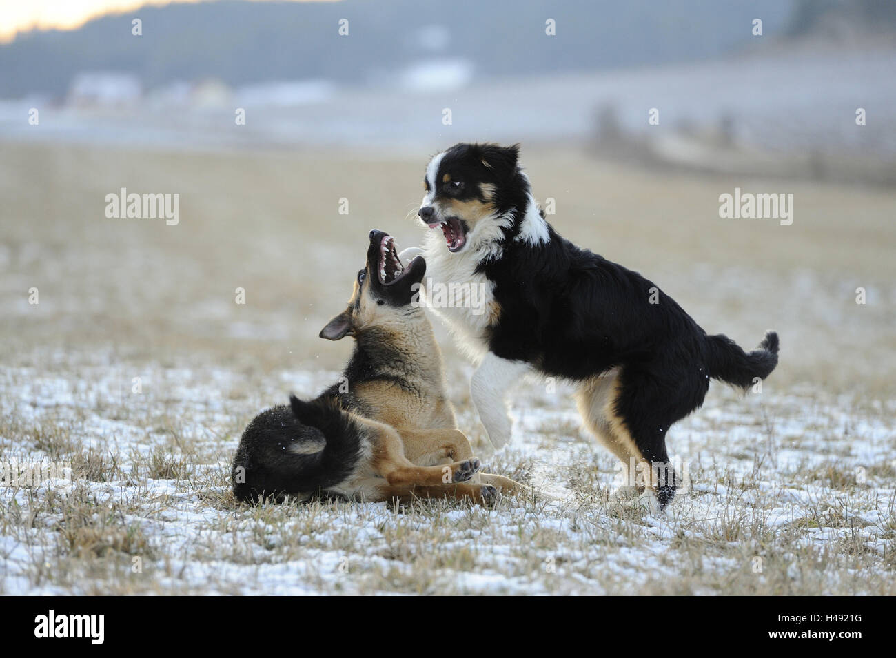 Young dogs, two, argue, at the side, sheepdog, pet dog, accompanying ...