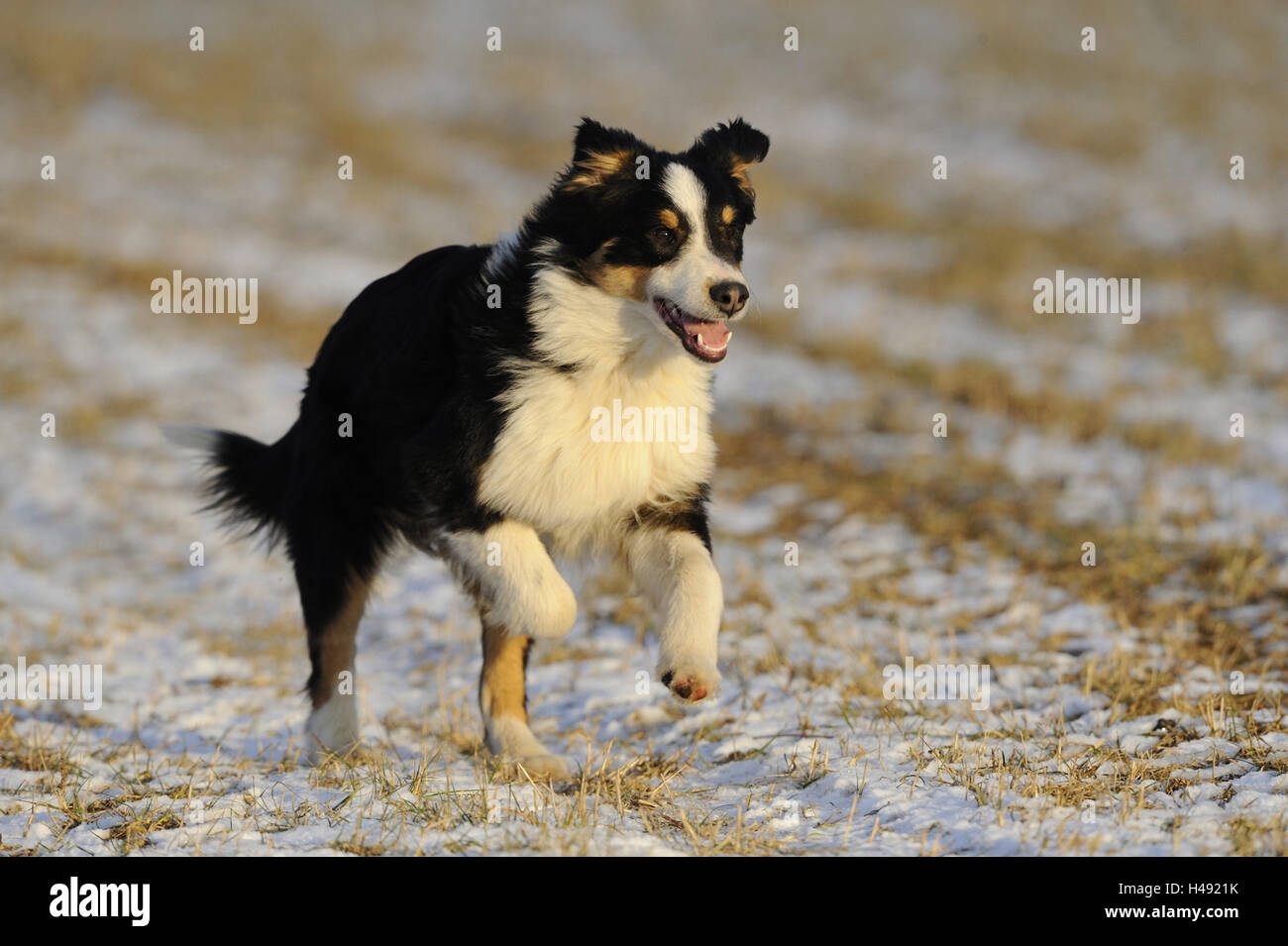 Australian Shepherd, Jung's dog, run, pet dog, accompanying dog, dog ...