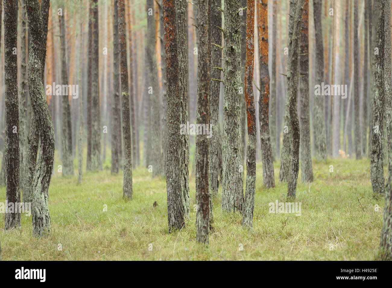 Wood, pinewood, scenery, trunks, Scots pines, red pine, bull pine ...