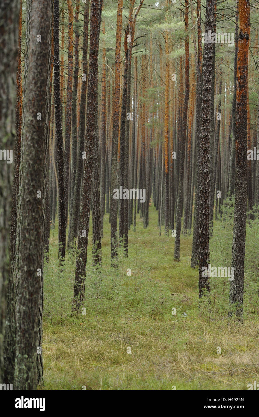 Pinewood, scenery, Scots pines, wood, trunks, Scots pines, red pine ...