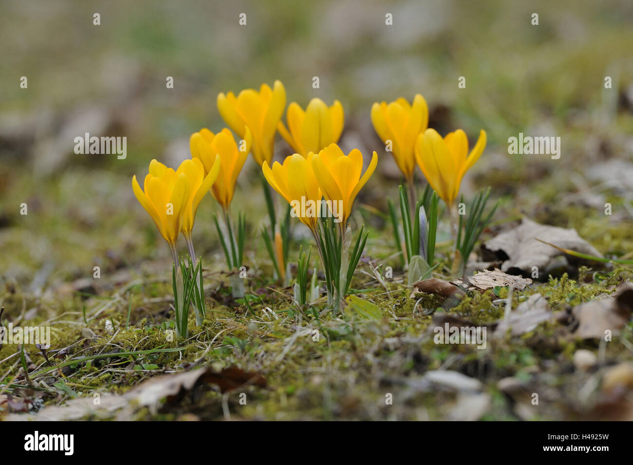 Crocuses, Crocus, yellow, blossom, crocus, iris plant, asparagus-like ...